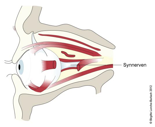Synnerven - Medibas – Kunskapsstöd för hälso- och sjukvårdspersonal
